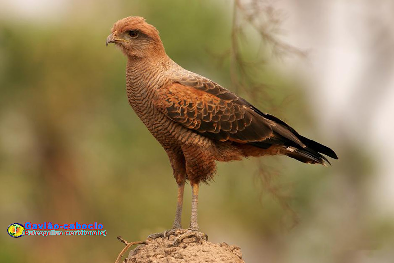 ORNITOLOGIA: Gavião-caboclo (Buteogallus meridionalis)