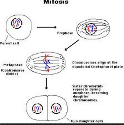Cell Division : Meiosis |Genetic Engineering Info