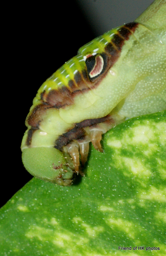 Photographic Wildlife Stories in UK/Hong Kong: Scary Caterpillars