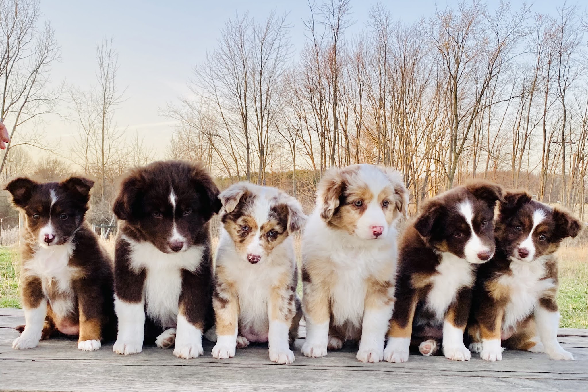 Little Bear Swamp Farm