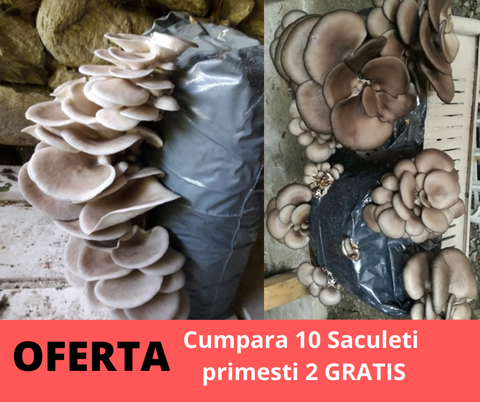 Arta Cultivarii Ciupercilor: Iată modul cel mai bun și cel mai rapid ...