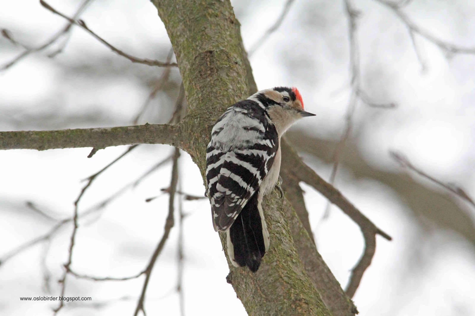 OSLO BIRDER: Lesser Spotted Woodpecker