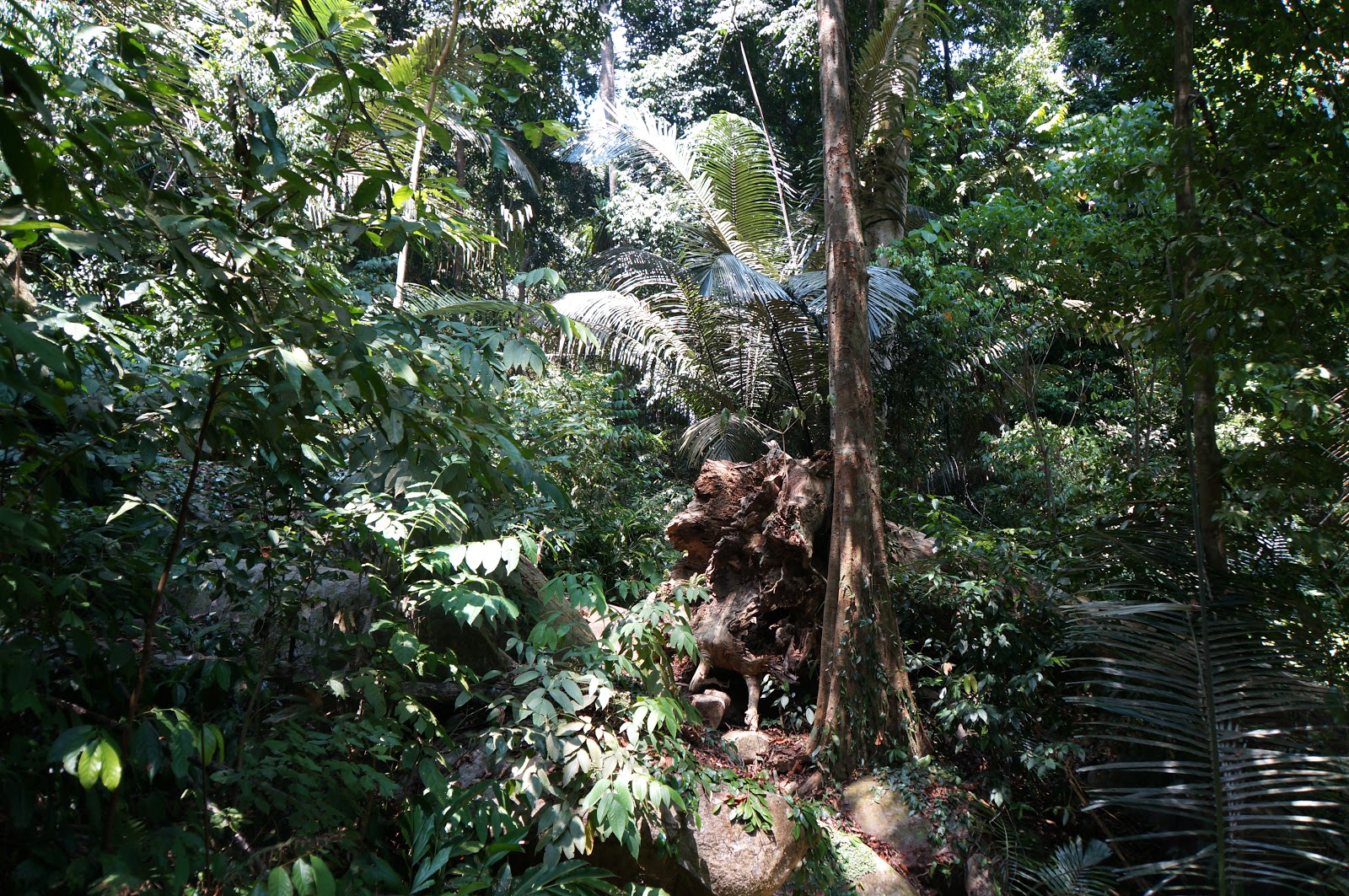 Malaisie - jour 12 : Tioman - Jungle trek vers Juara