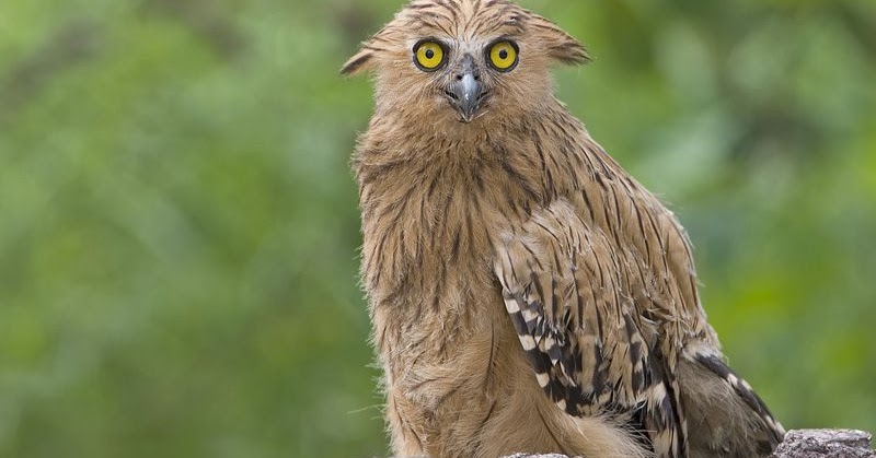 labrou: οι ατσιδες με τα μπλε εxουν (απ ο,τι φαινεται και οπως αυτοι το ...