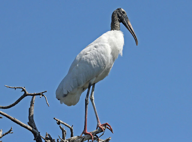 Wood Stork | The Biggest Animals Kingdom