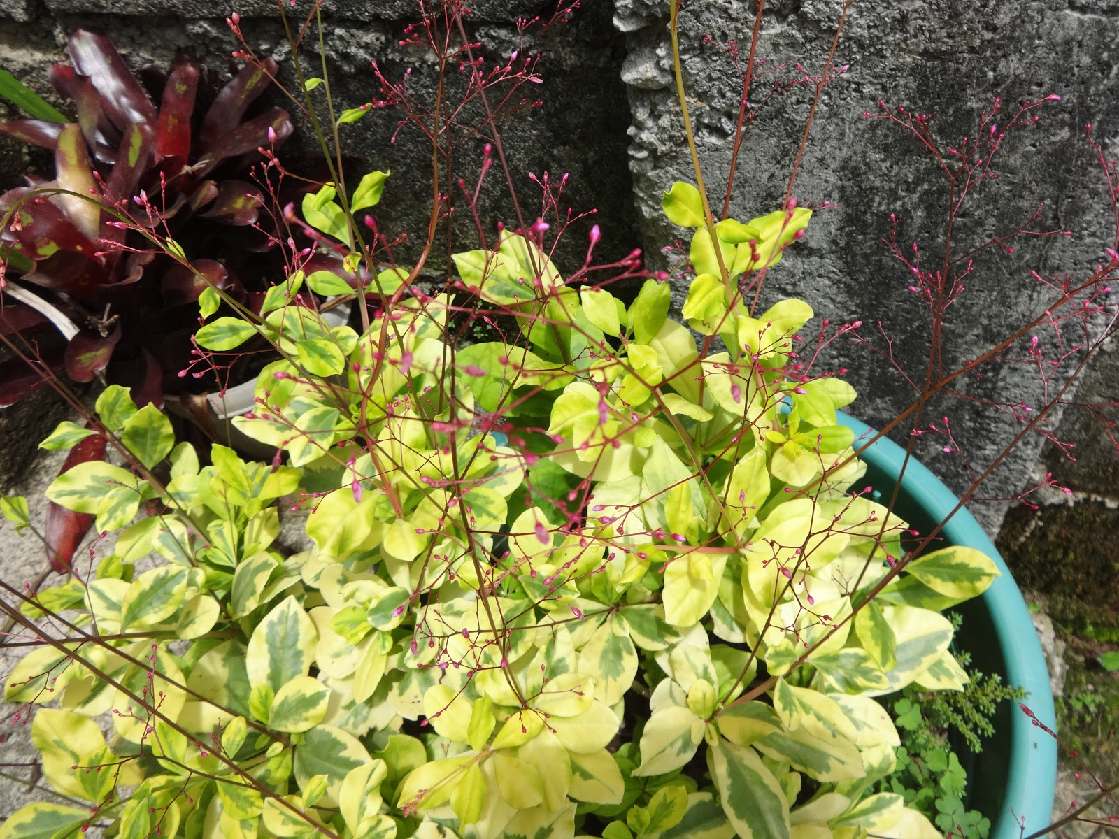 Herbs from Distant Lands: Talinum triangulare - Philippine Spinach ...