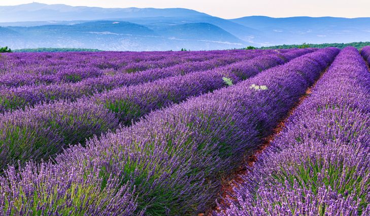 6 Cara Mudah Menanam Bunga Lavender
