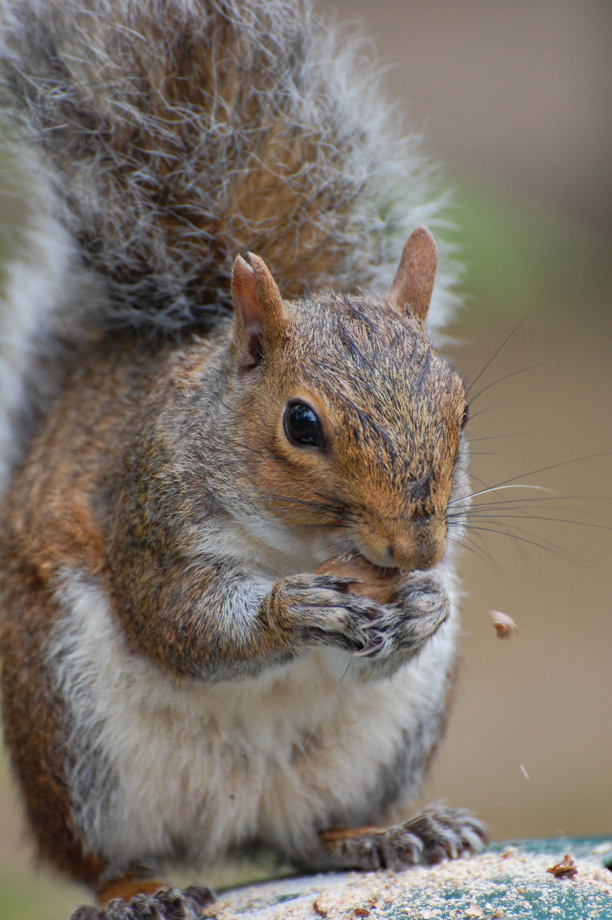 Urban Wildlife Guide: An Unusual Squirrel