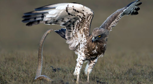 Video: The Terror War between the Snake and the Hawk goes Viral during ...