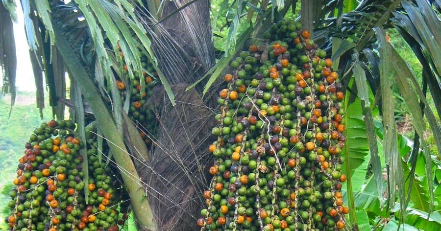 CARA MENANAM POHON AREN | CARA BUDIDAYA