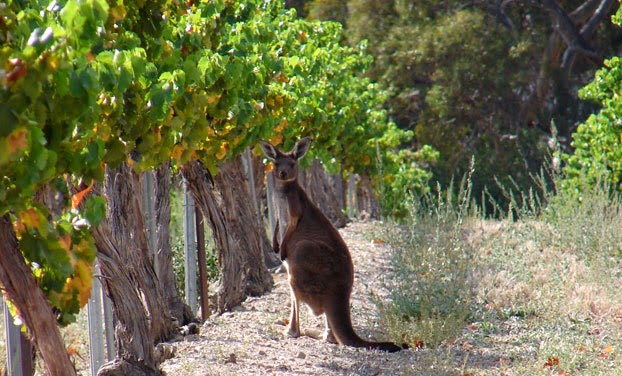 WineWalkabout: 12/1/11