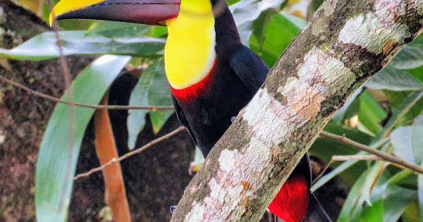 Why Costa Rica Birds Are Some of the Best in the World | Sidewalk ...