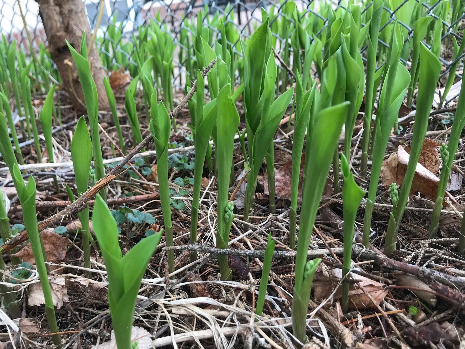 Chuck Does Art: Identifying bulbs growing in early spring by shoots