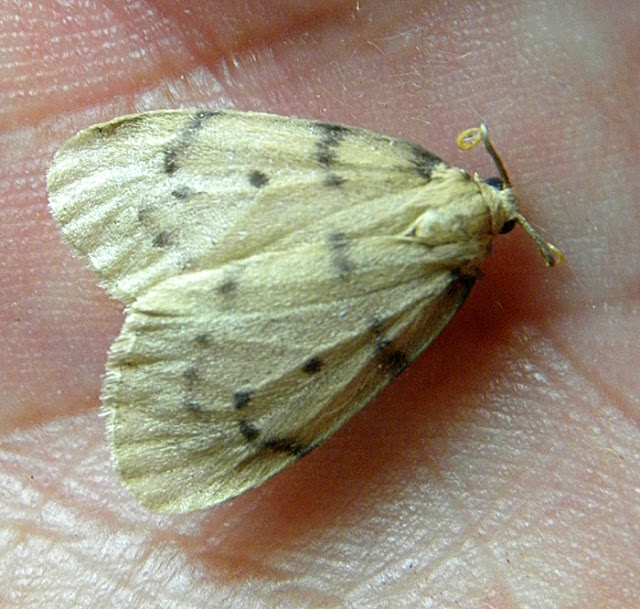 Foto-Natura-Huesca: POLILLA Paidia rica Christian Friedrich Freyer, 1858