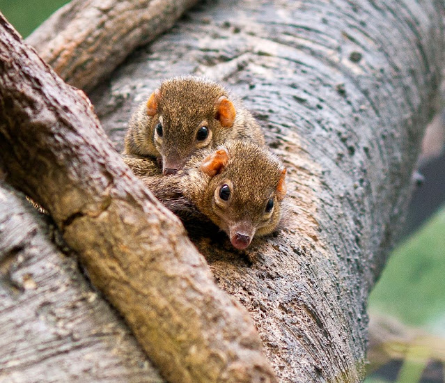 У тёти Сони: Перохвостая тупайя (Ptilocercus lowii)
