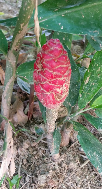 Warisan Petani: WW 130 : Bunga Lempuyang