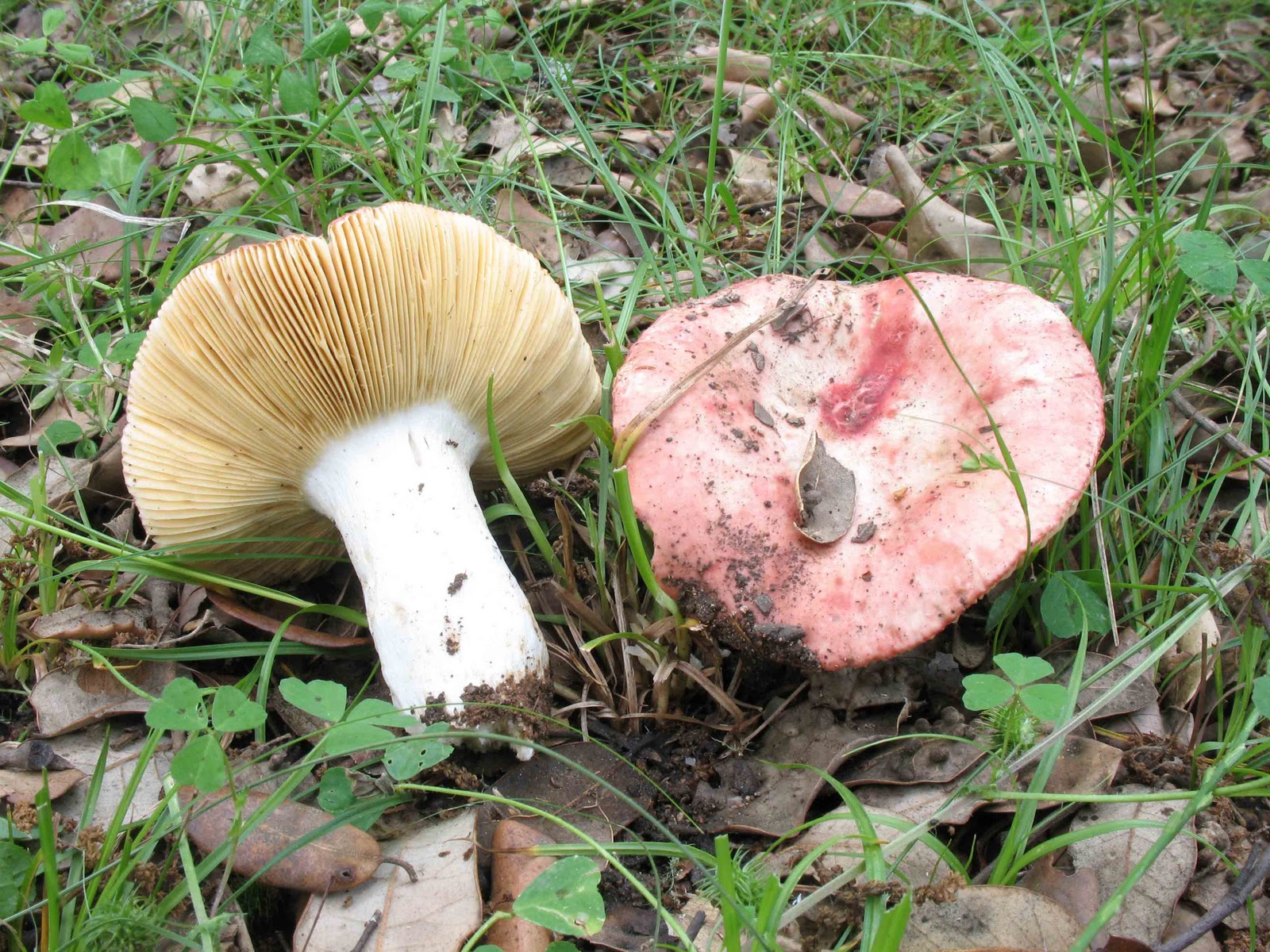 setas y hongos: LETRA R