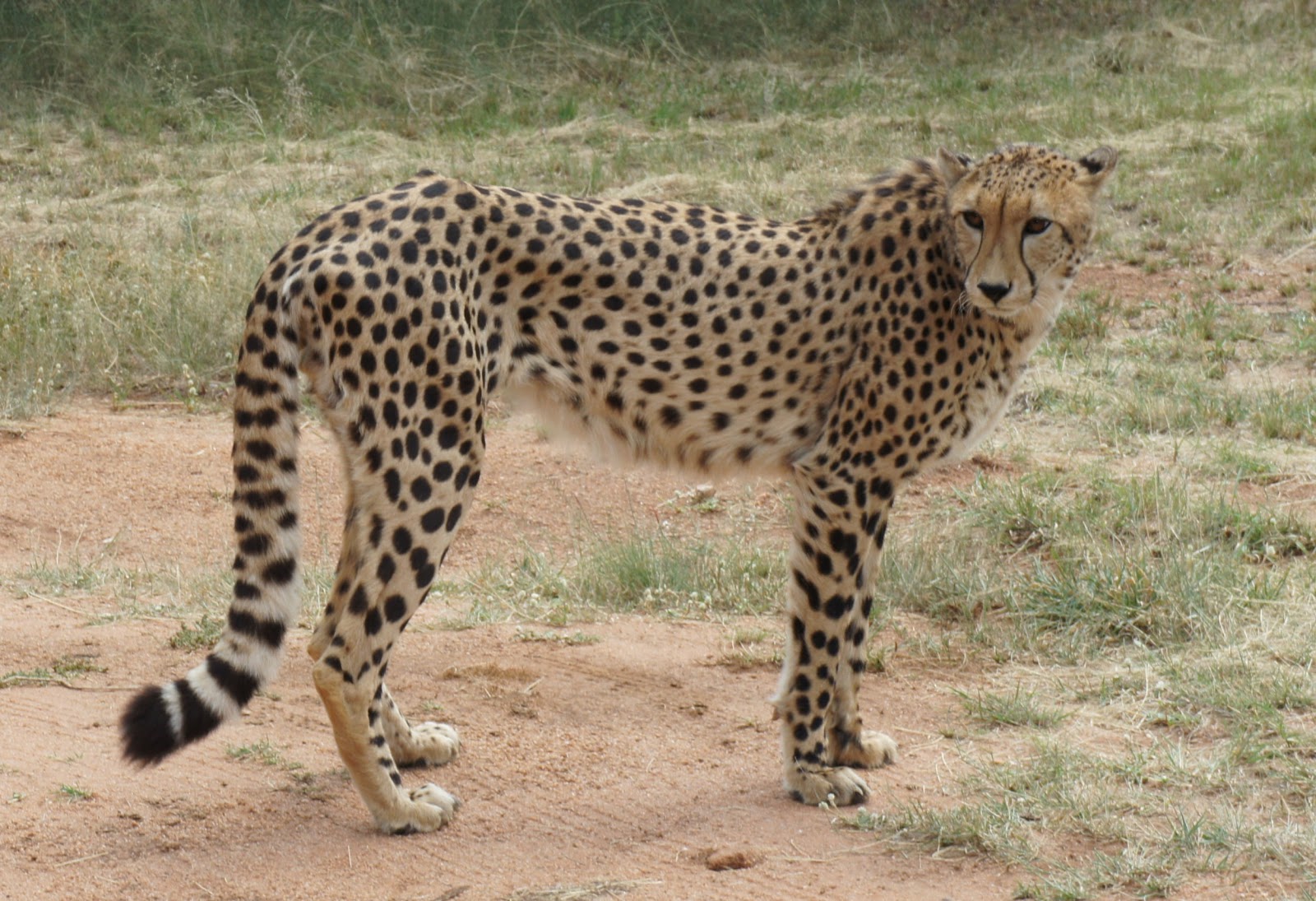 Lucy Osborne Agility Training Blog: Teaching In South Africa - Update 6