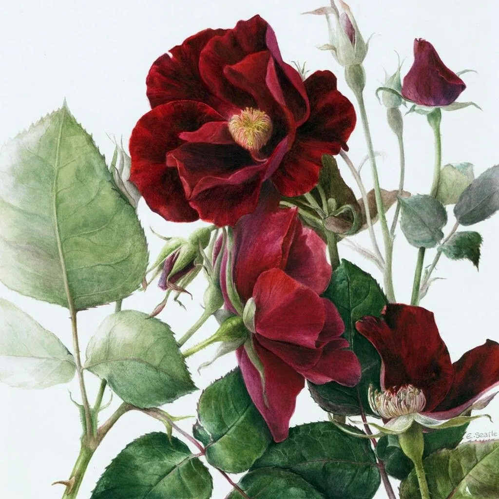 Elaine Searle | Botanical painter | Masterpiece | Tutt'Art@