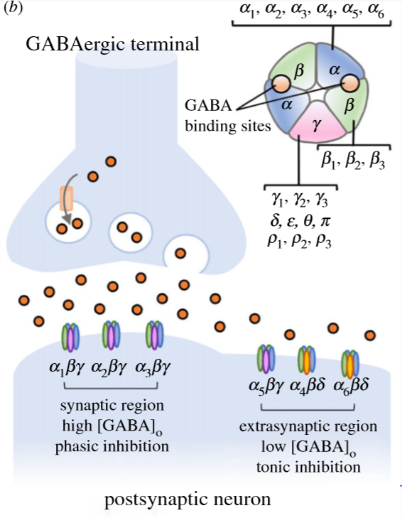 Epiphany: Learning from GABAa Dysfunction in Huntington’s Disease ...
