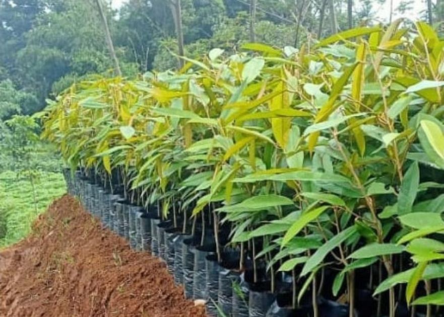 Pembibitan Bibit Durian Bawor Okulasi Cepat Berbuah Bandung - Bian Tanaman