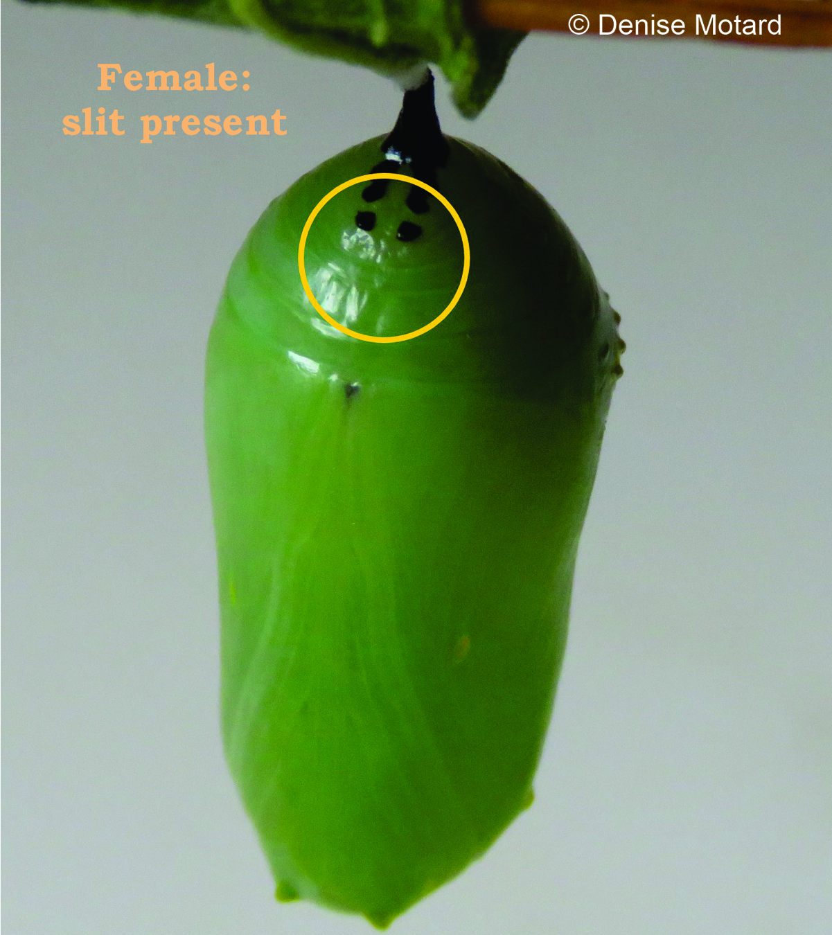 Male Or Female