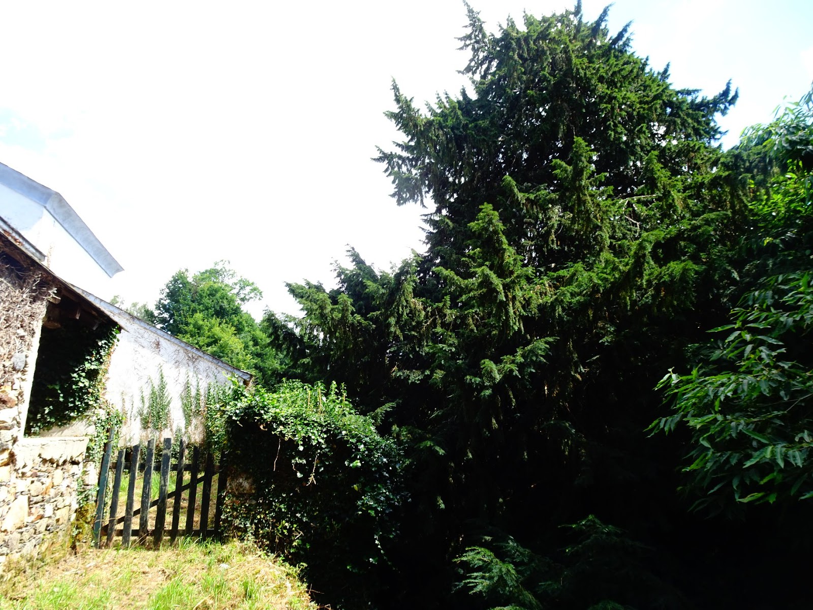 Xurde Morán: LLAGO (ALLANDE, ASTURIAS): EL TEIXO, EL CHAO Y EL CAMINO A ...