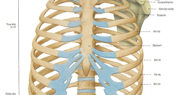 Radiology Squad: Teknik Pemeriksaan Radiografi Thorax