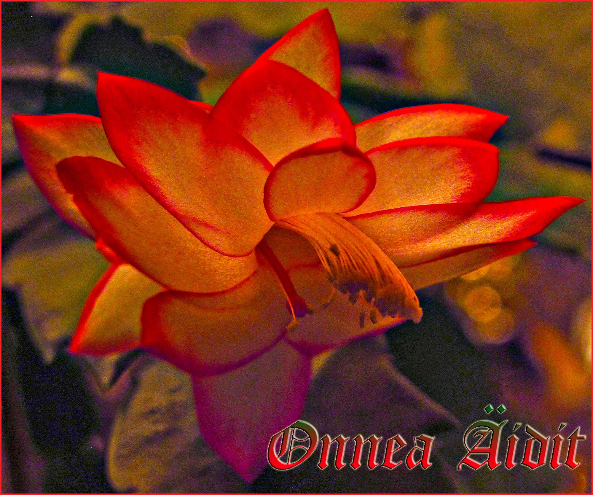 Eko-Kuvia: Paljon Onnea Äidit....!