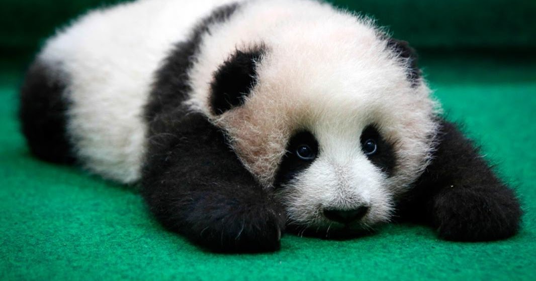 The Tears of a Panda