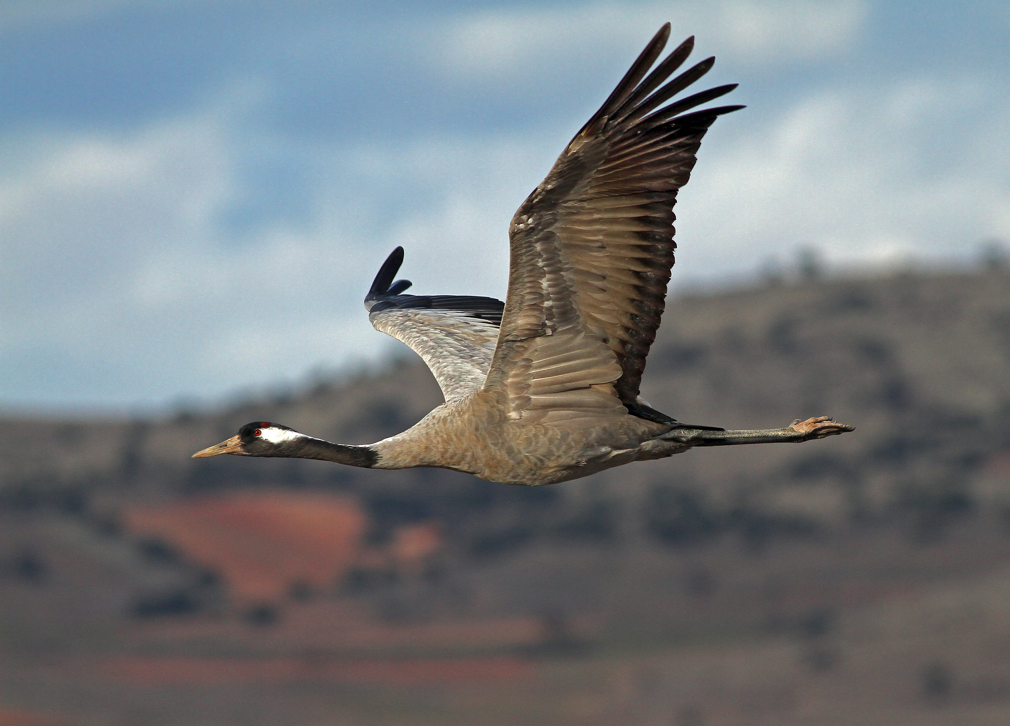 La Grulla Común