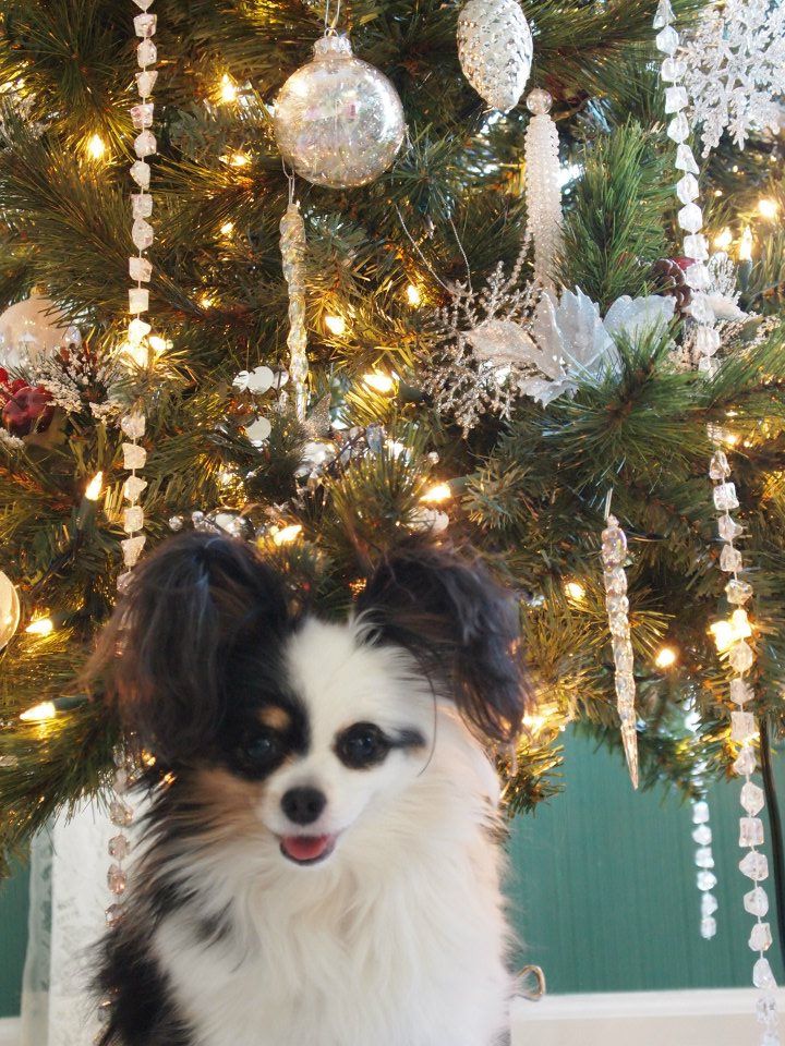 VIP-Very Important Papillon