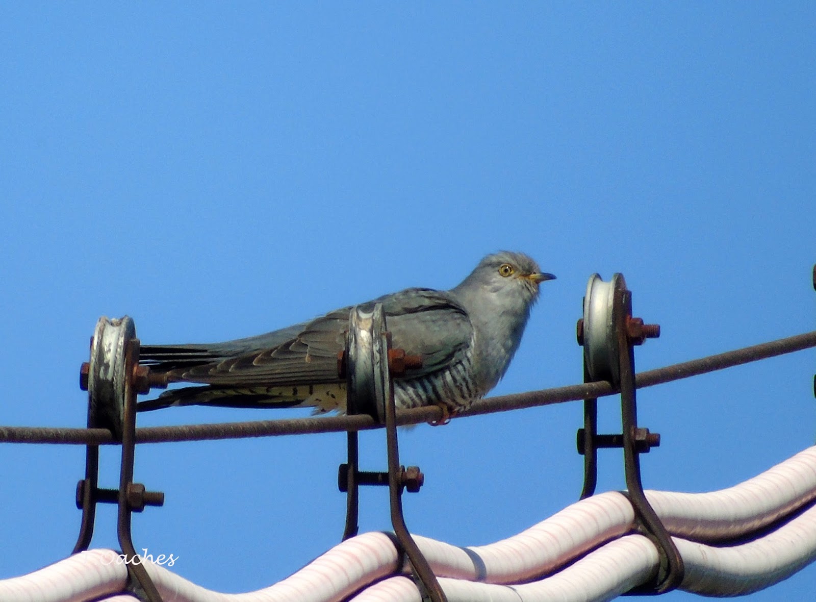 PASARI DIN ROMANIA: CUCUL (1), Cuculus canorus