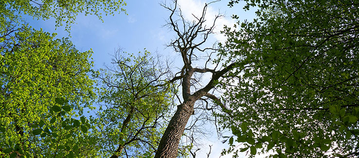 Fast Tree Removal Services Atlanta: Dying Oak Tree Symptoms and Solutions