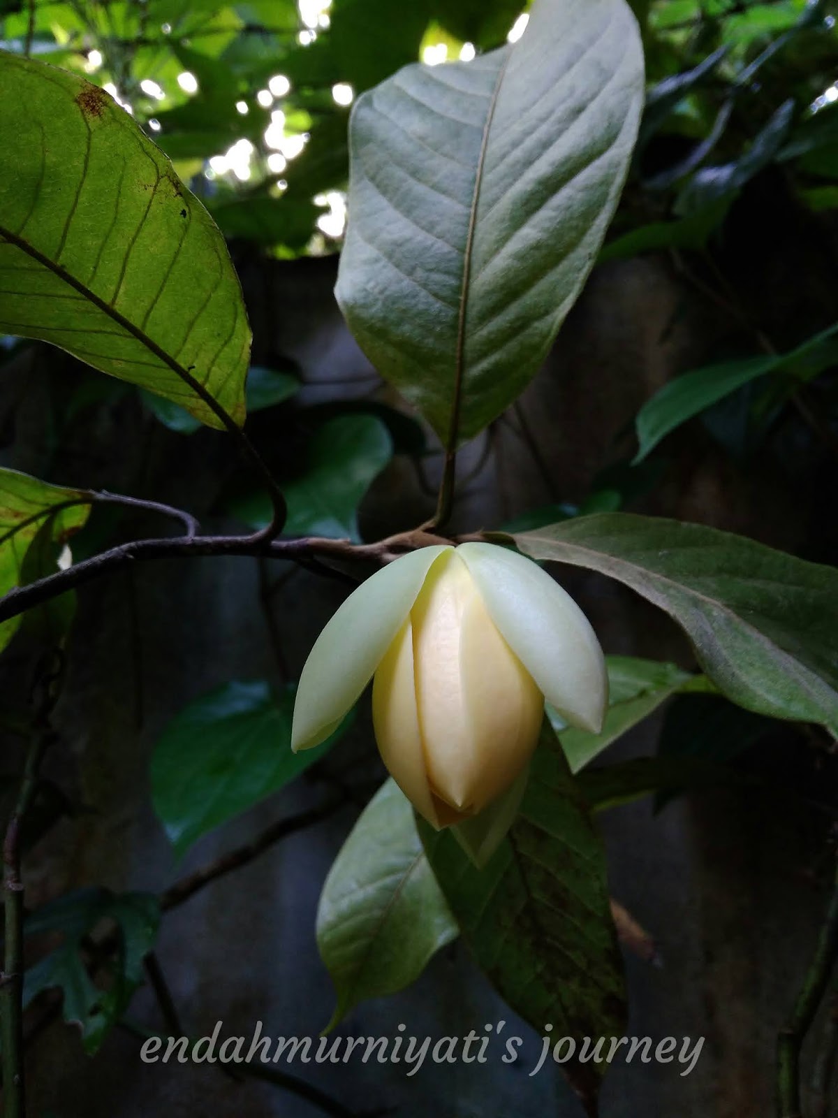 Endah Murniyati's Journey: 'CEMPAKA GONDOK IS BLOOMING