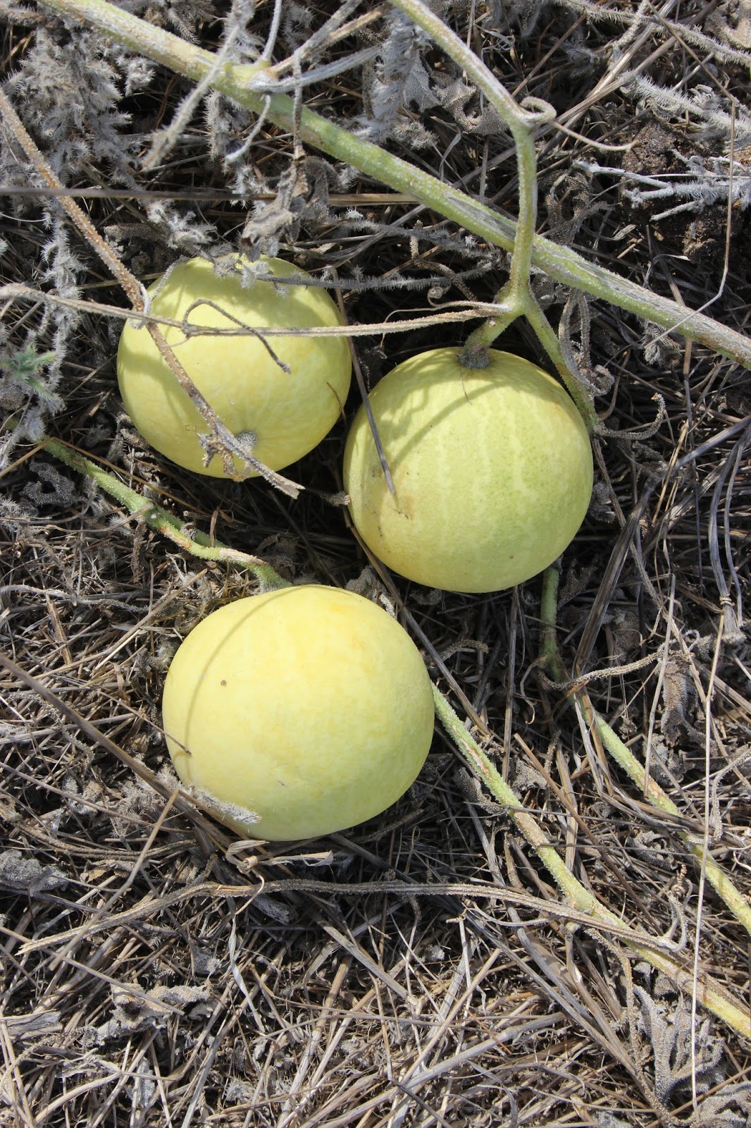 Biodiversity of Cyprus by NGO Protection of the Natural Heritage and ...