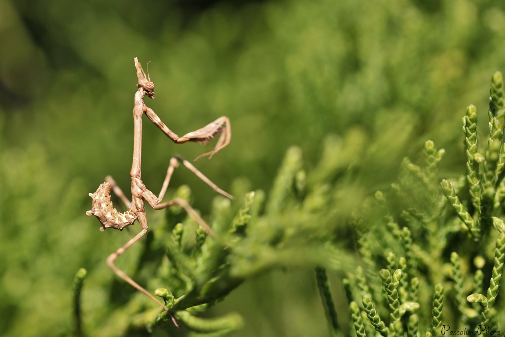 Pescalune Photo: Empuse ou Diablotin (Empusa pennata), Conehead Mantis