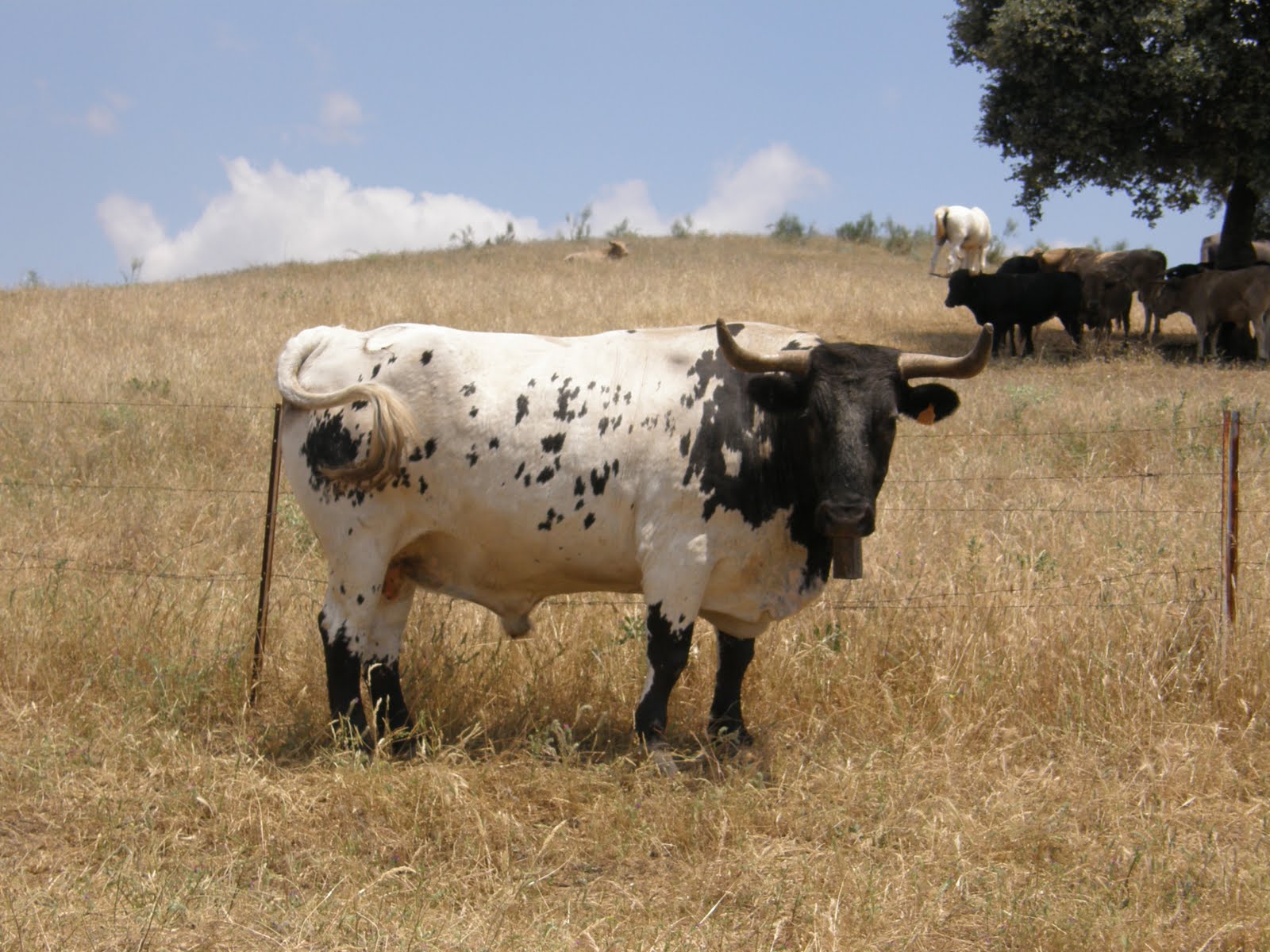 VENTA DE BUEYES: VENTA DE BUEYES BERRENDOS PARA CABESTROS