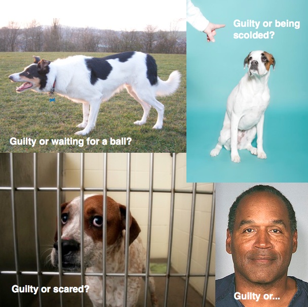 Why Do Dogs Have A Guilty Look