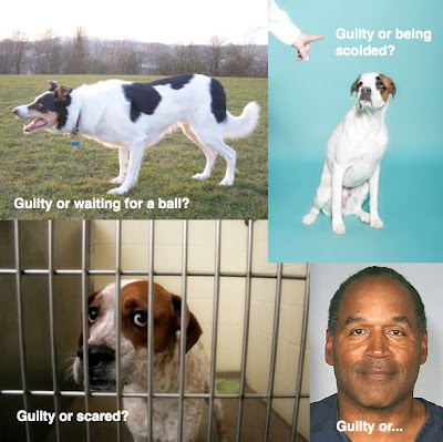 The “guilty look” in dogs! [from a new angle]