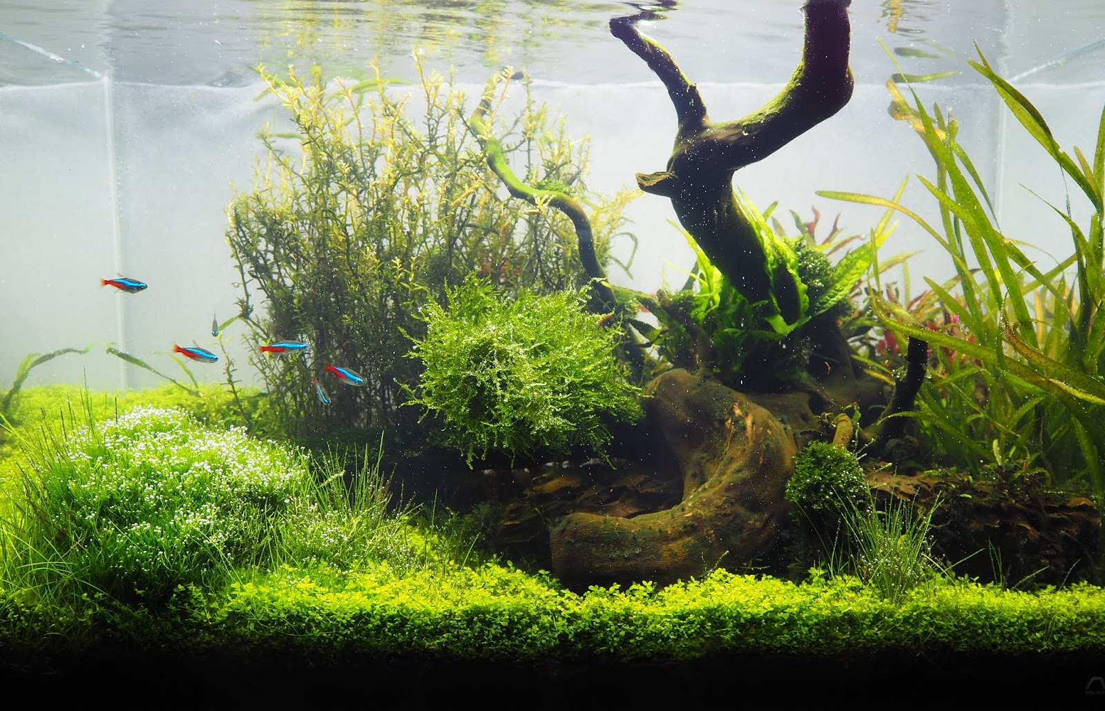 Harmon Aquascapes: 2019 IAPLC