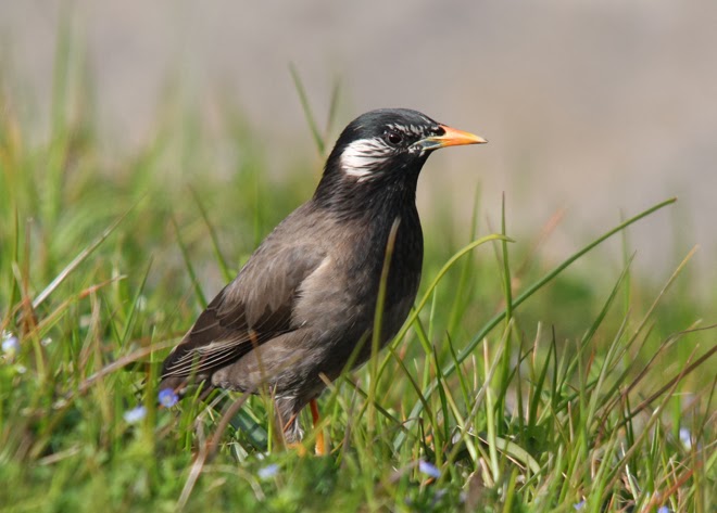 BIRDING - Kyoto, Kansai and Japan: Leiothrix to starlings