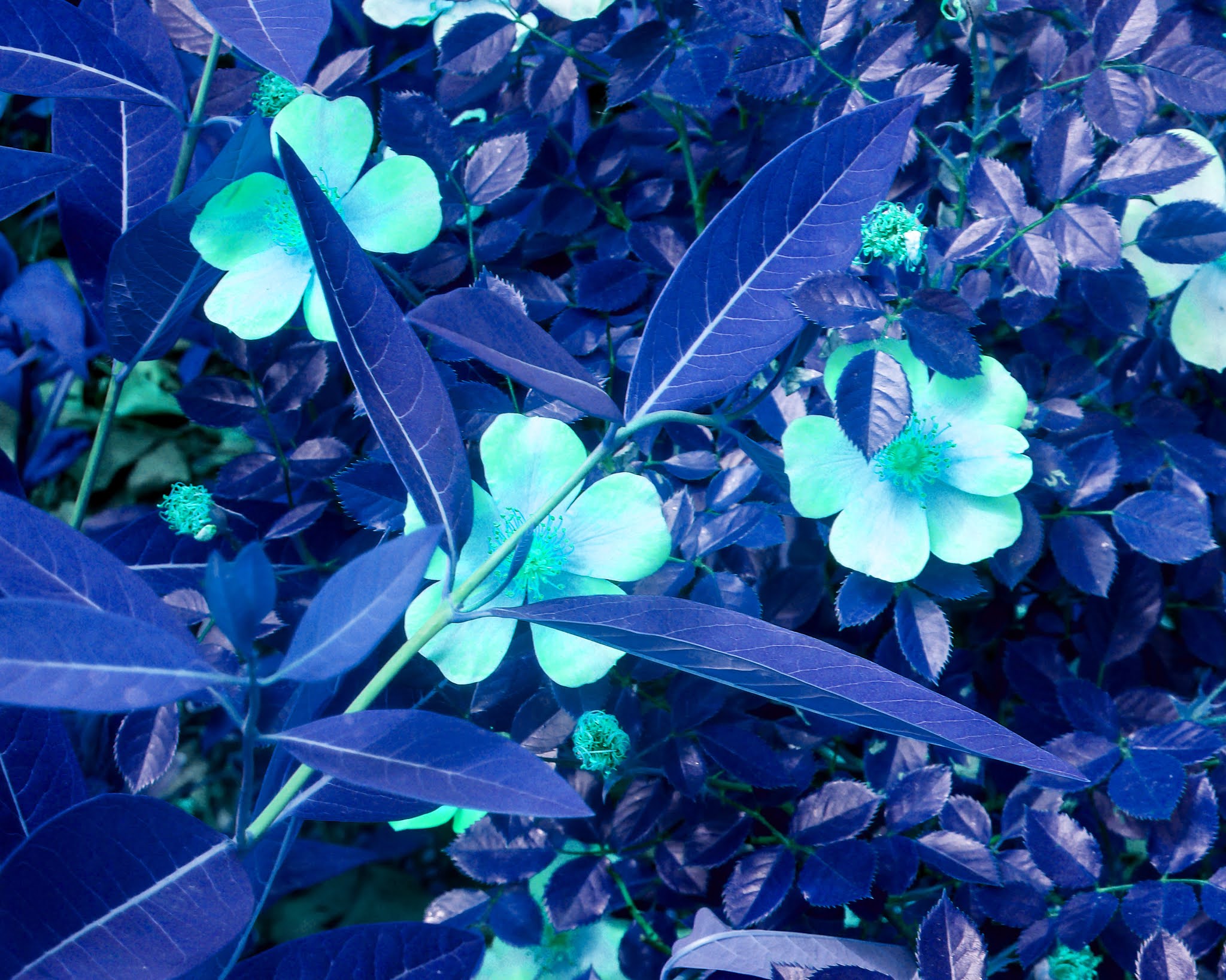 NEW SAVANNA: Off-color leaves and flowers