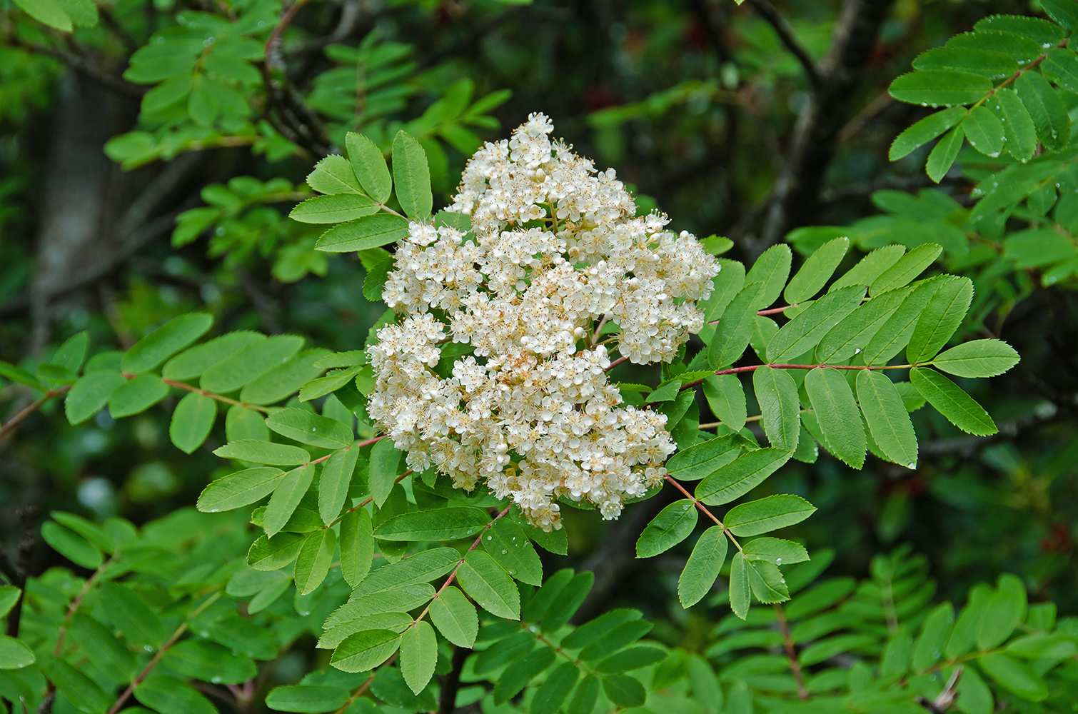 Flores y Paisajes de Asturias : Sorbus aucuparia (Serbal de los cazadores)