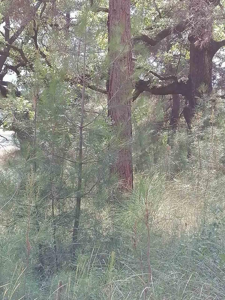 ΠΙΕΡΙΚΗ : ΚΟΝΤΑΡΙΩΤΙΣΣΑ ΠΙΕΡΙΑΣ - ΠΕΡΙΟΧΗ ΑΓΙΟΣ ΑΘΑΝΑΣΙΟΣ SOS: ΤΟ ...