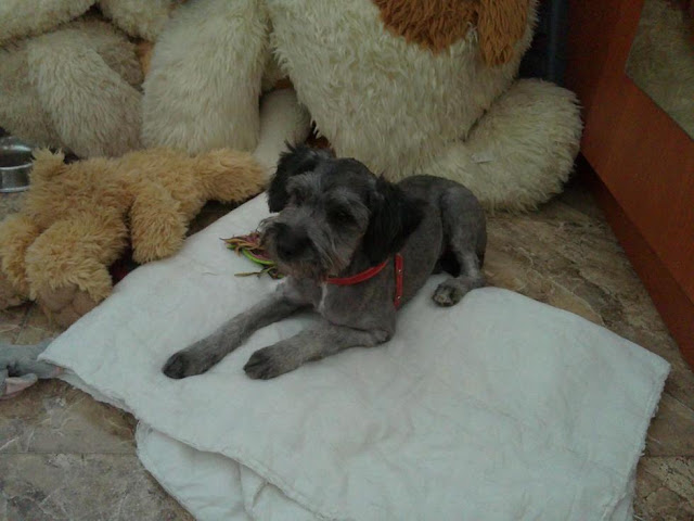 NOBLE GALGO: Baxter, cachorro cruce caniche/schnauzer, 4.5 meses‏.