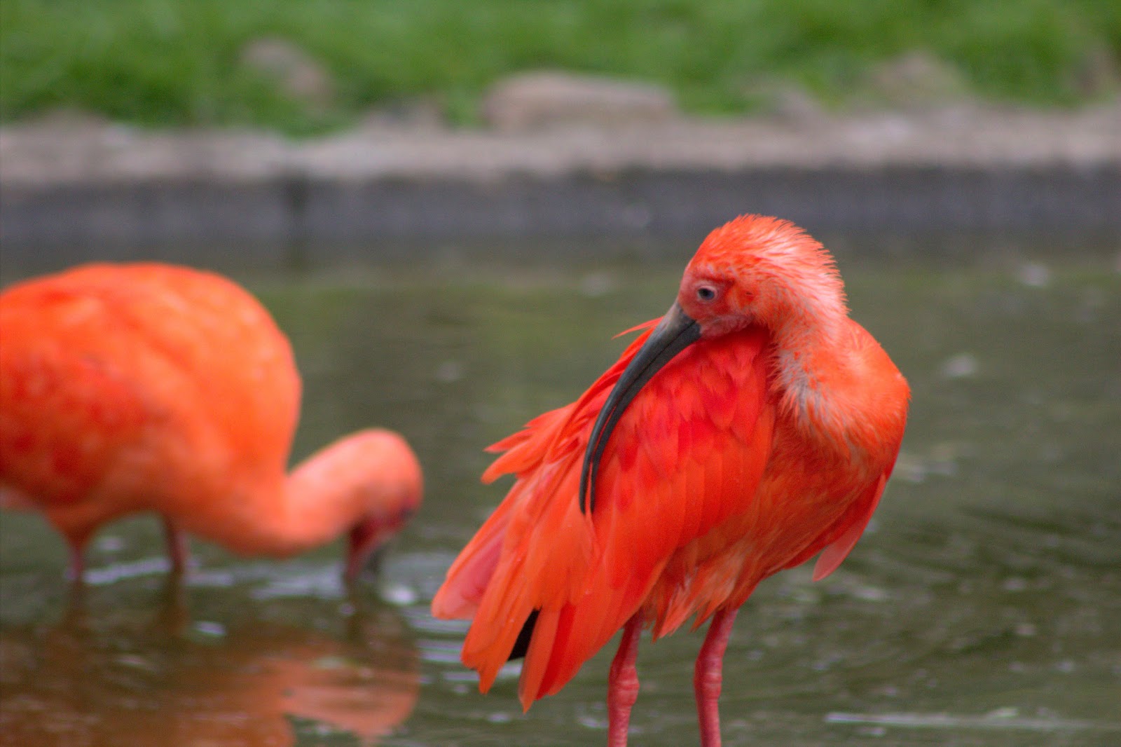 Something About Everything: Napa Safari - Birds