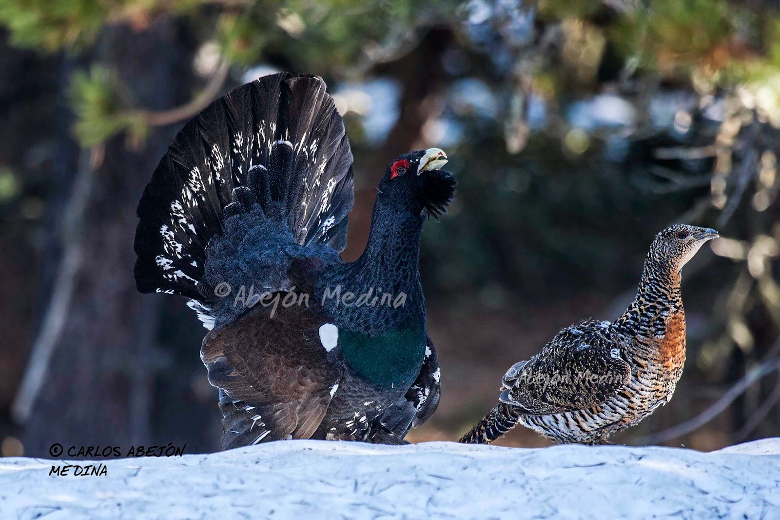 La naturaleza en mi objetivo: EL UROGALLO PIRENAICO (Tetrao urogallus ...