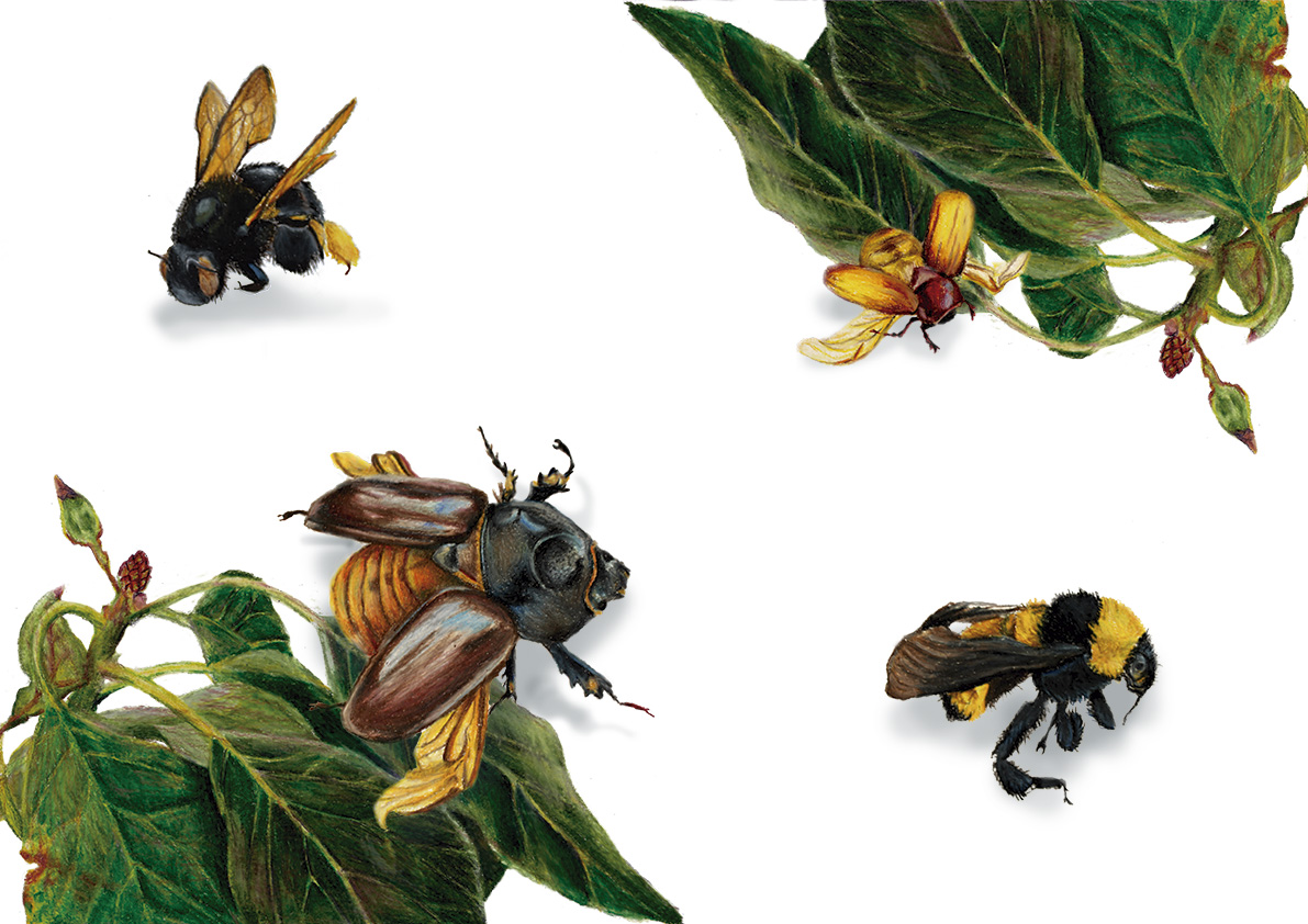 Carlos Javier Arias Castillo - insectos voladores del México central en ...