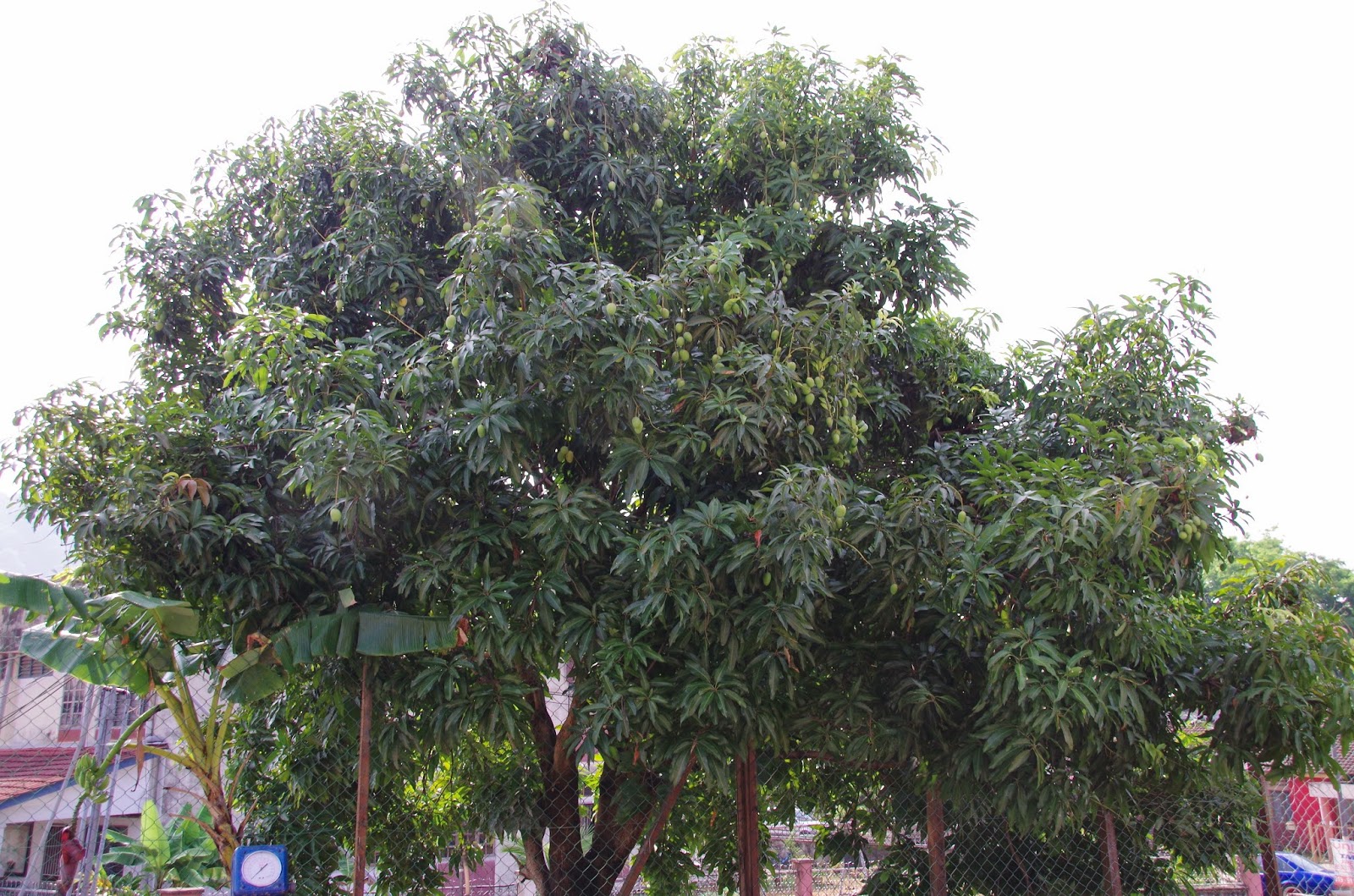 Trees and Plants: Mango